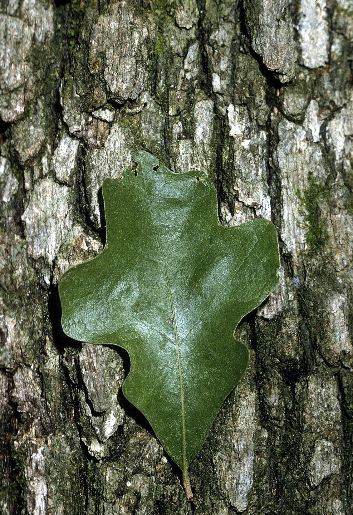 Types Of Oak Trees - Learn About Different Oak Tree Varieties ...