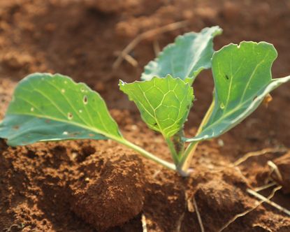 How to grow turnips: expert planting, growing and care tips | Gardeningetc