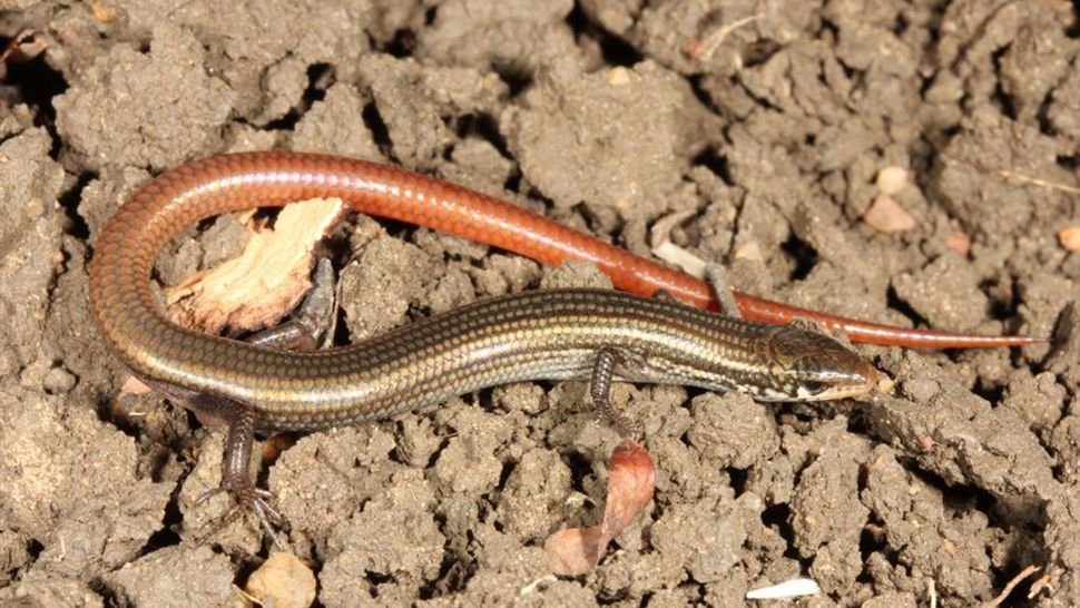 Surprise discovery of snake-like lizard feared extinct leaves ...