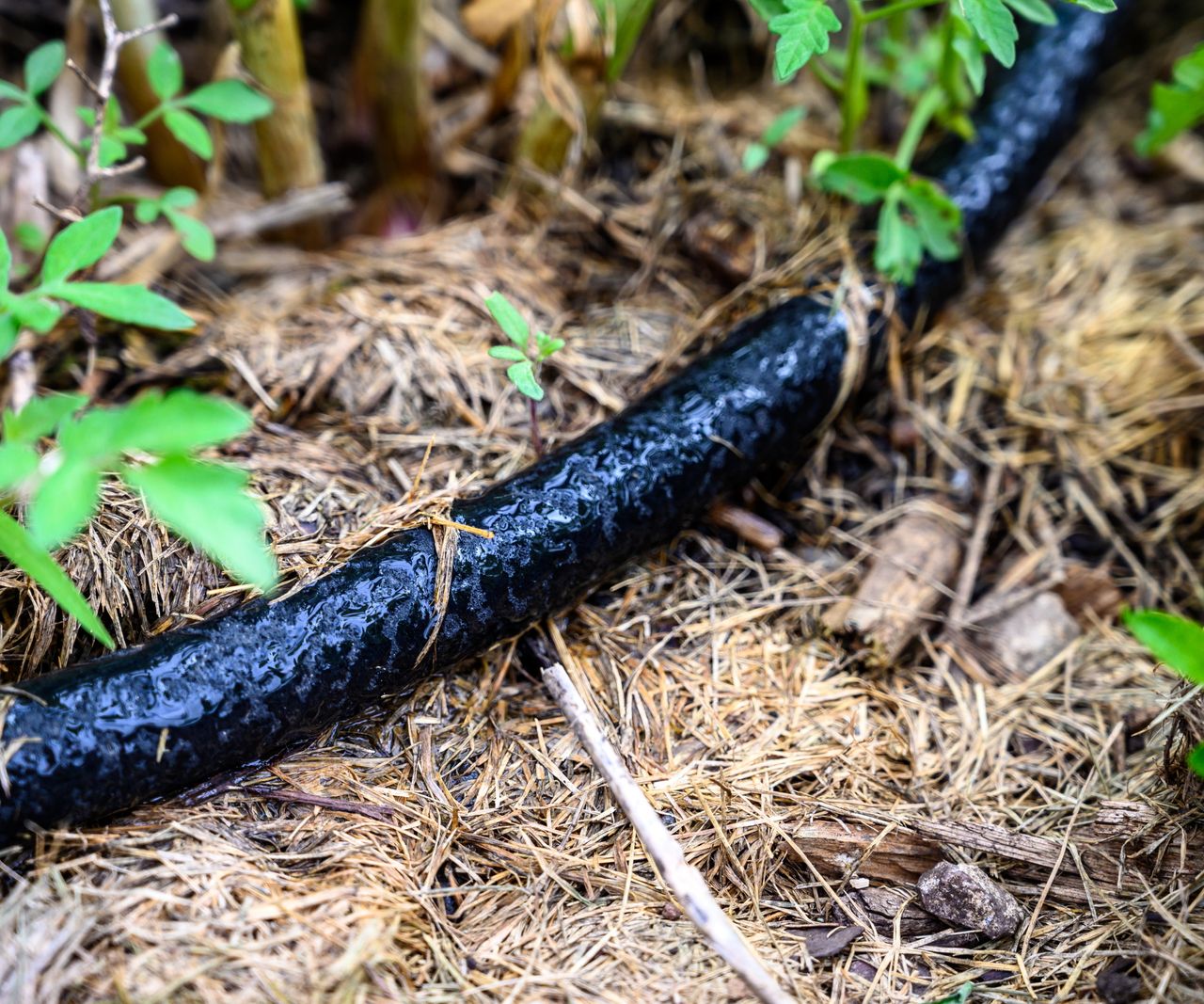 Sprinkler vs soaker hose: what is best for your garden? | Homes and Gardens