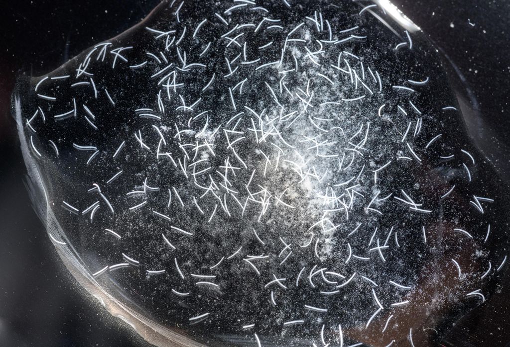 These Are the Fastest Creatures on Earth But You'll Never Spot Them ...