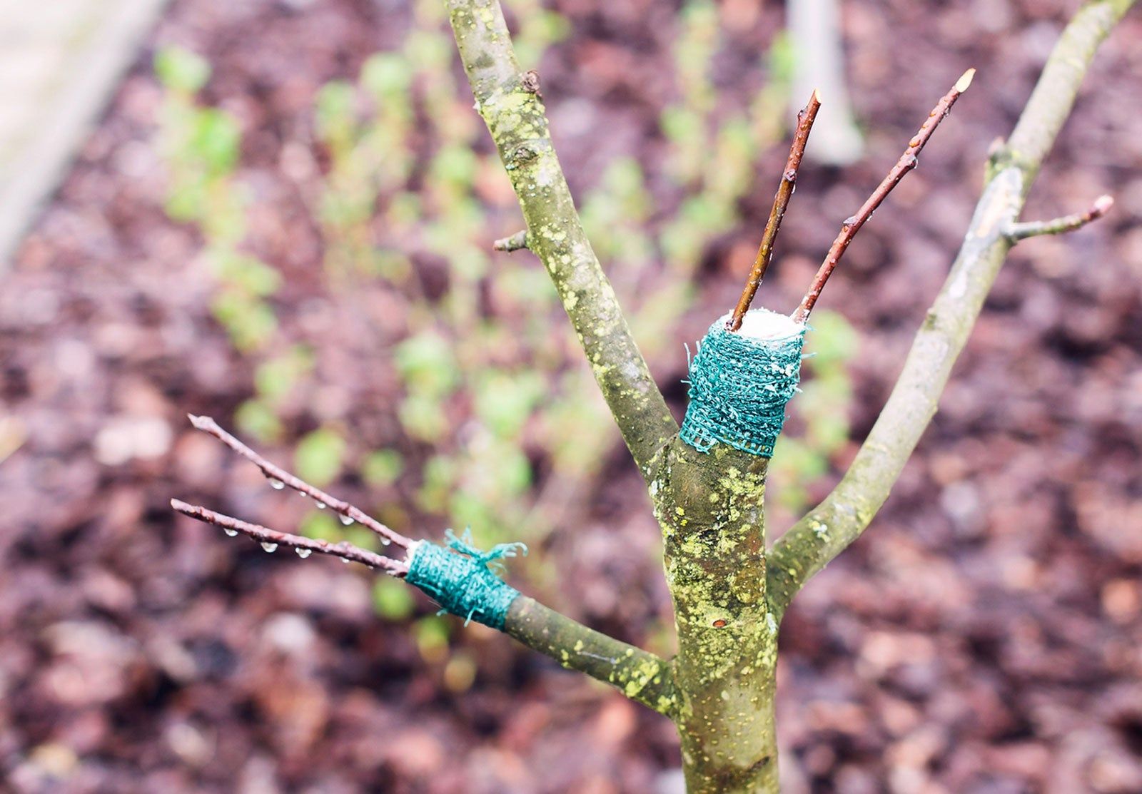 What Is Cleft Grafting For – How Do You Cleft Graft A Tree | Gardening ...