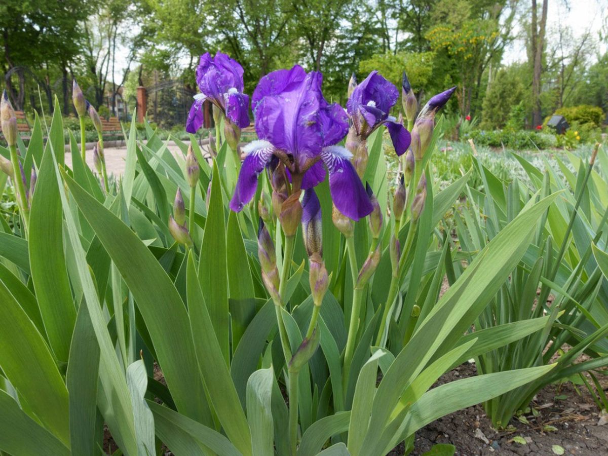 Iris Basal Fusarium Disease – Learn About Fusarium Rot Of Iris Flowers ...