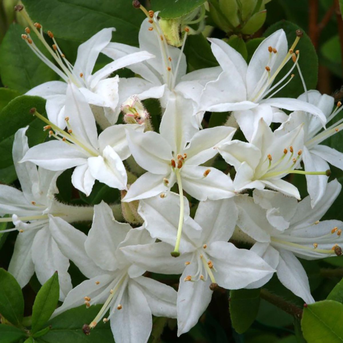 10 garden trends to look out for in 2025 | Homebuilding