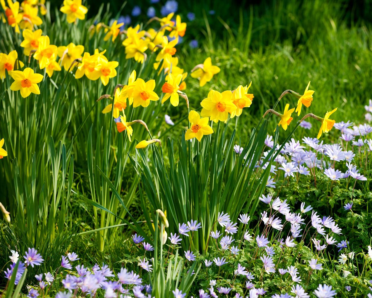 How to plant daffodil bulbs: when, where and how to plant daffodils ...