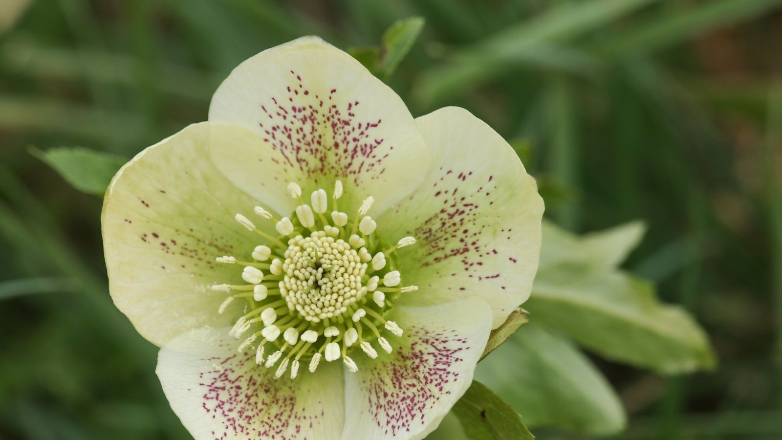 When to prune hellebores: expert advice for better blooming | Homes and ...