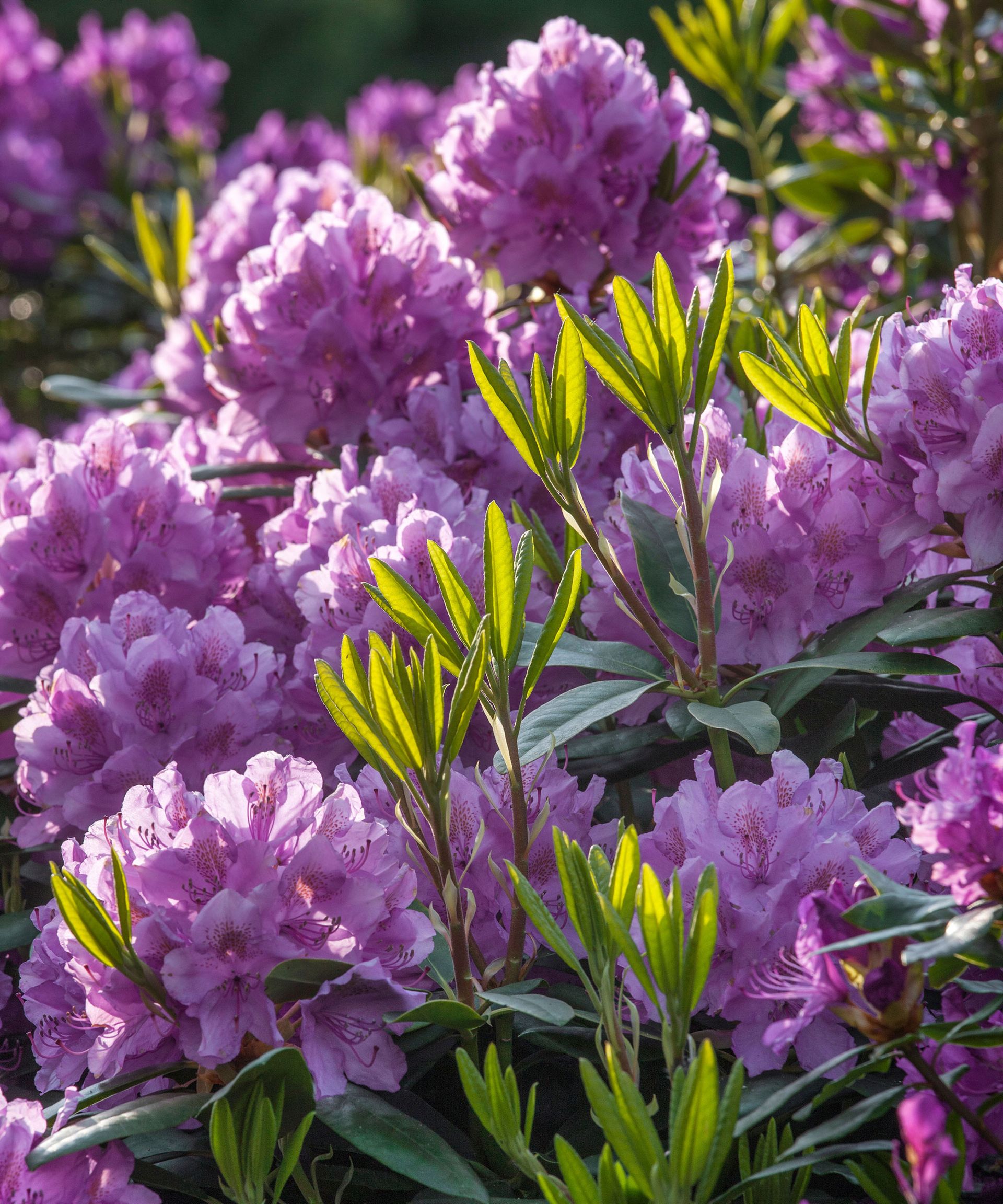 Deadheading rhododendrons: expert tips for better blooms | Gardeningetc