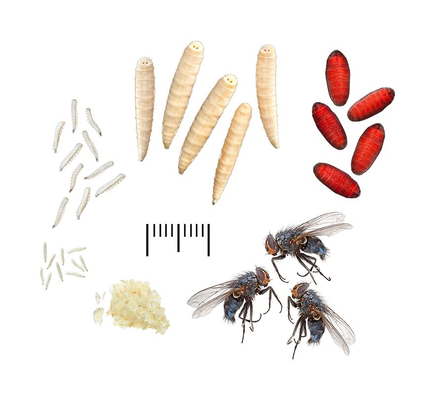 X-Ray Video Captures Maggot Metamorphosis | Live Science