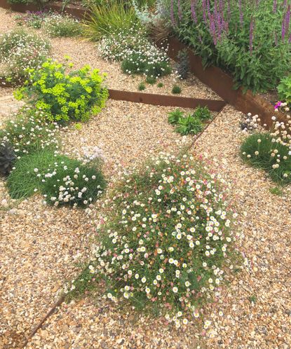How to plan a dry garden: Ideas for landscaping and plants | Homes ...