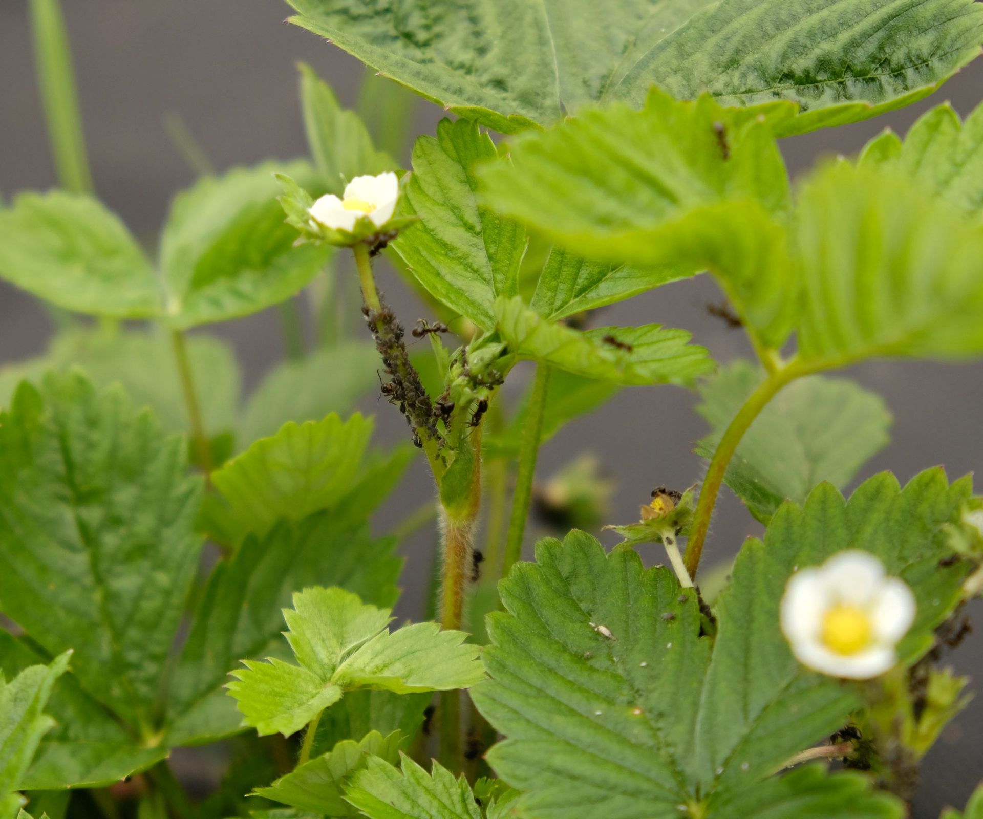 Common Strawberry Pests: Stop Them Ruining Your Strawbs | Gardening ...