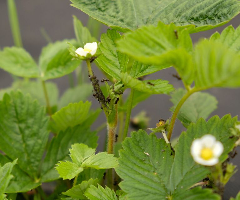 Common Strawberry Pests: Stop Them Ruining Your Strawbs | Gardening ...