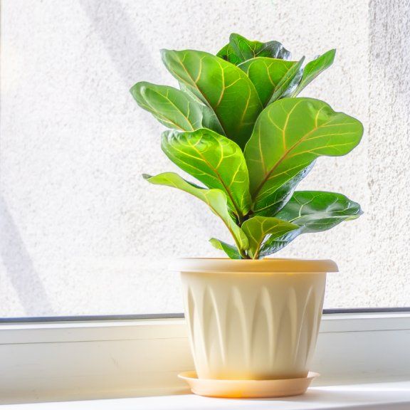 Ficus Tree Care: How To Grow A Ficus Houseplant | Gardening Know How