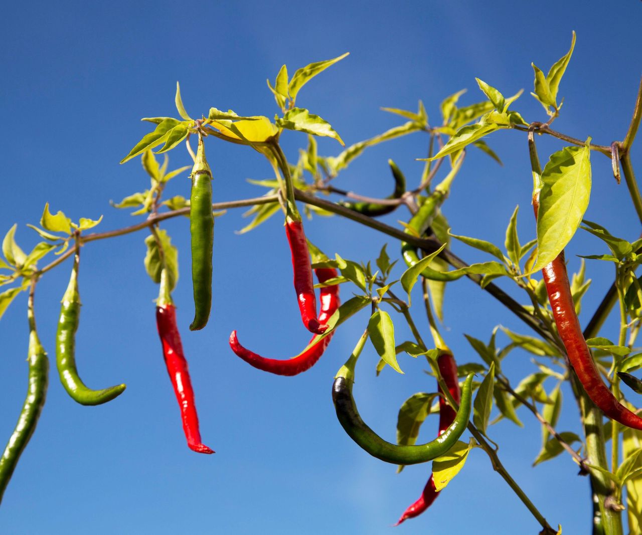 When to pick cayenne peppers: how to know when they're ripe | Homes and ...