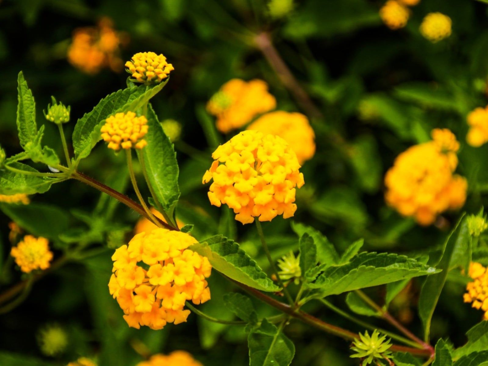 Making Lantana Bloom - What To Do When Lantana Does Not Flower ...