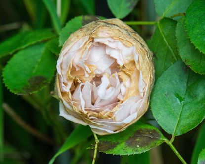 Rose pests and diseases: advice on 5 common problems | Gardeningetc