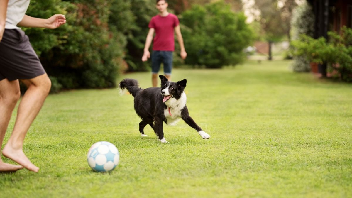 32 ways to workout with your pet | PetsRadar