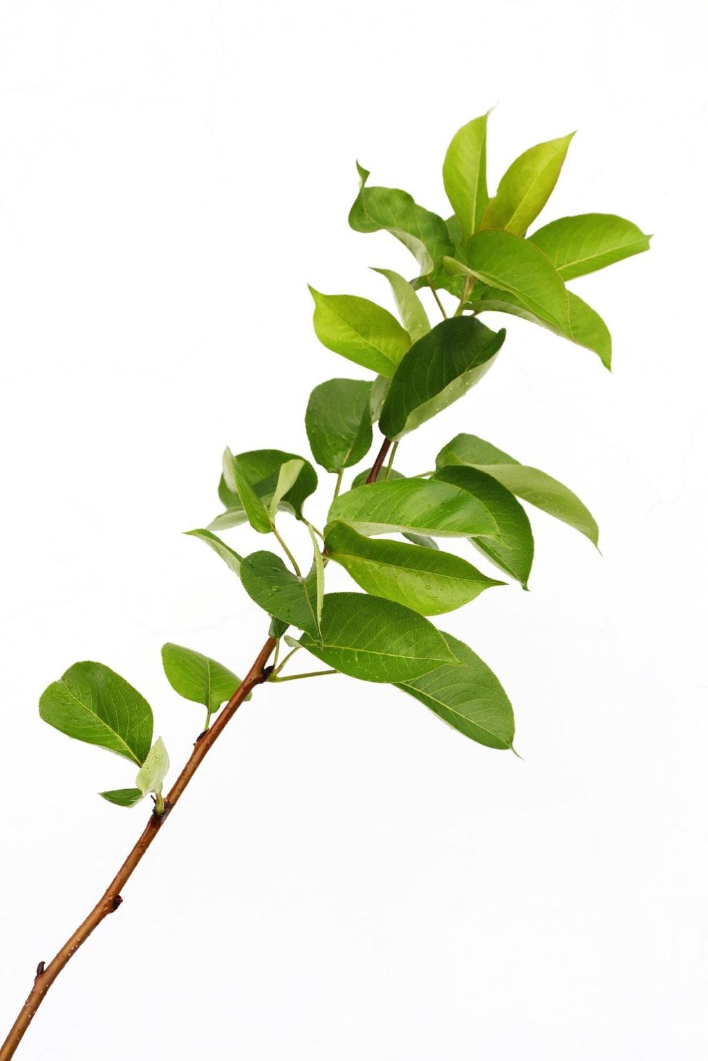 Pear Tree Propagation: Tips On Growing Pear Trees From Cuttings ...