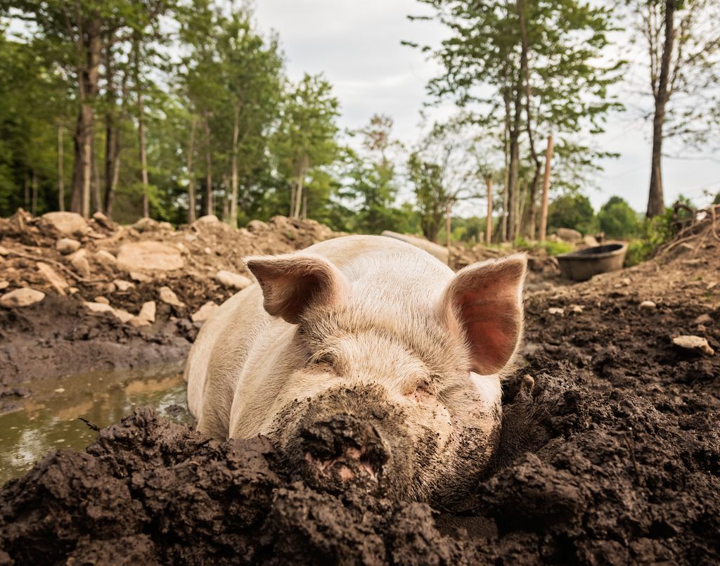 Mud, glorious mud: Why we should get down and dirty in our wet earth ...