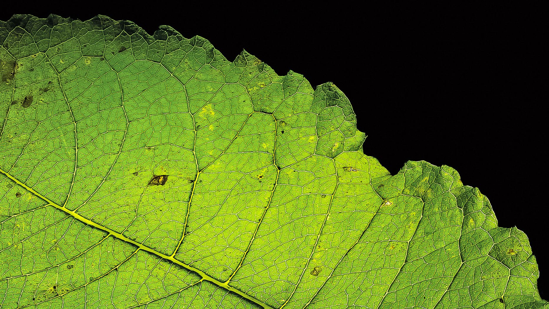 Create botanical photo art with microscopic insights | Digital Camera World