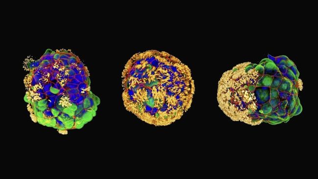 Biological robots made from human cells can help repair damaged tissue ...