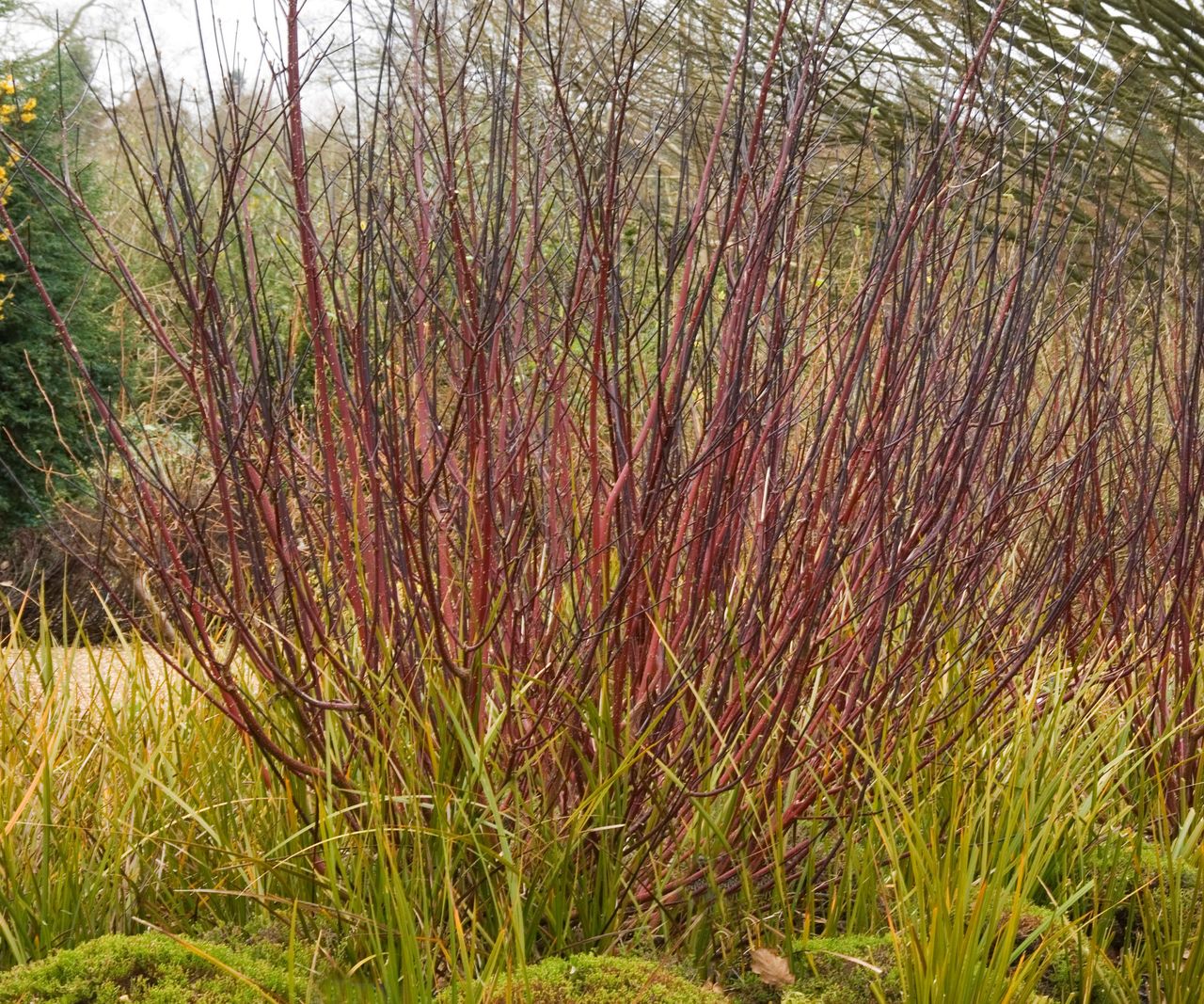 Growing flowering dogwood trees in pots: for spring blooms | Homes and ...