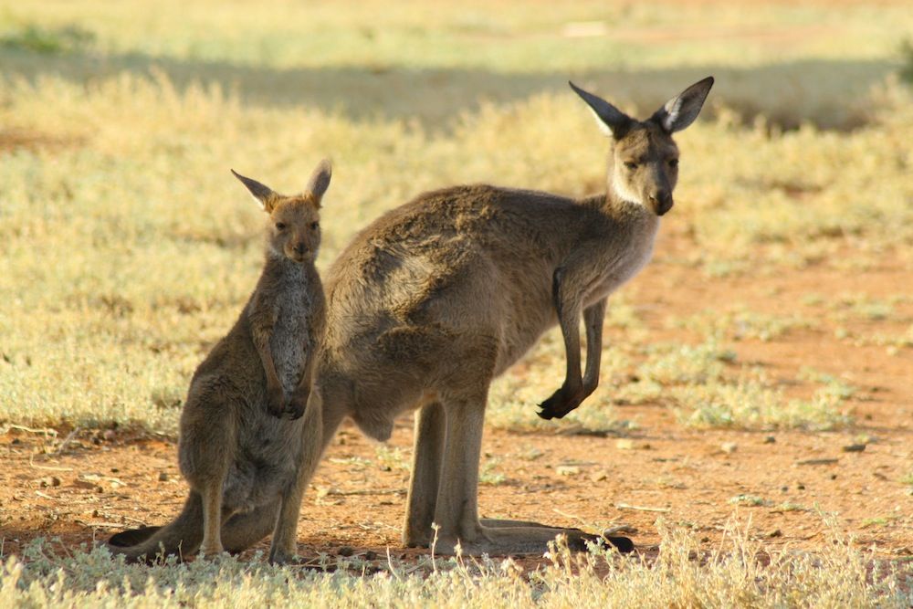 Mooooove Over, Cows! Kangaroo Farts Warm the Earth, Too | Live Science