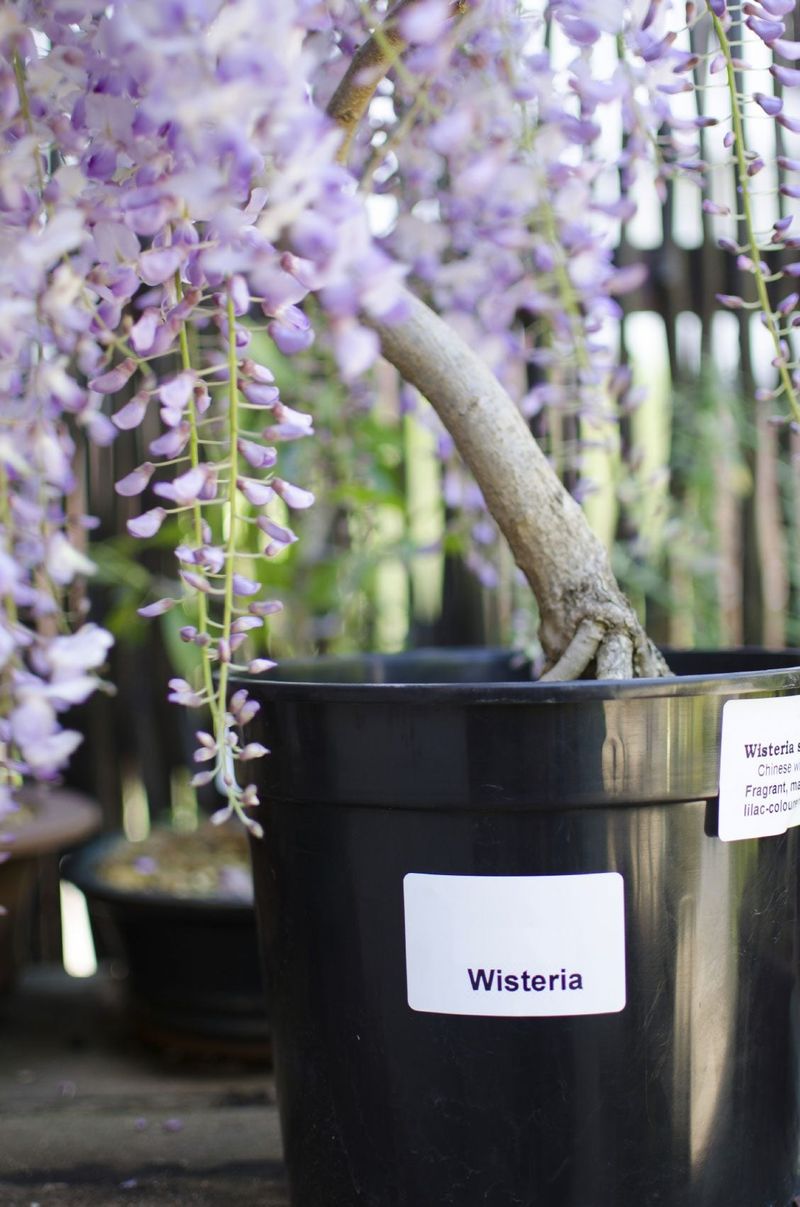 Tips & Information about Wisteria | Gardening Know How