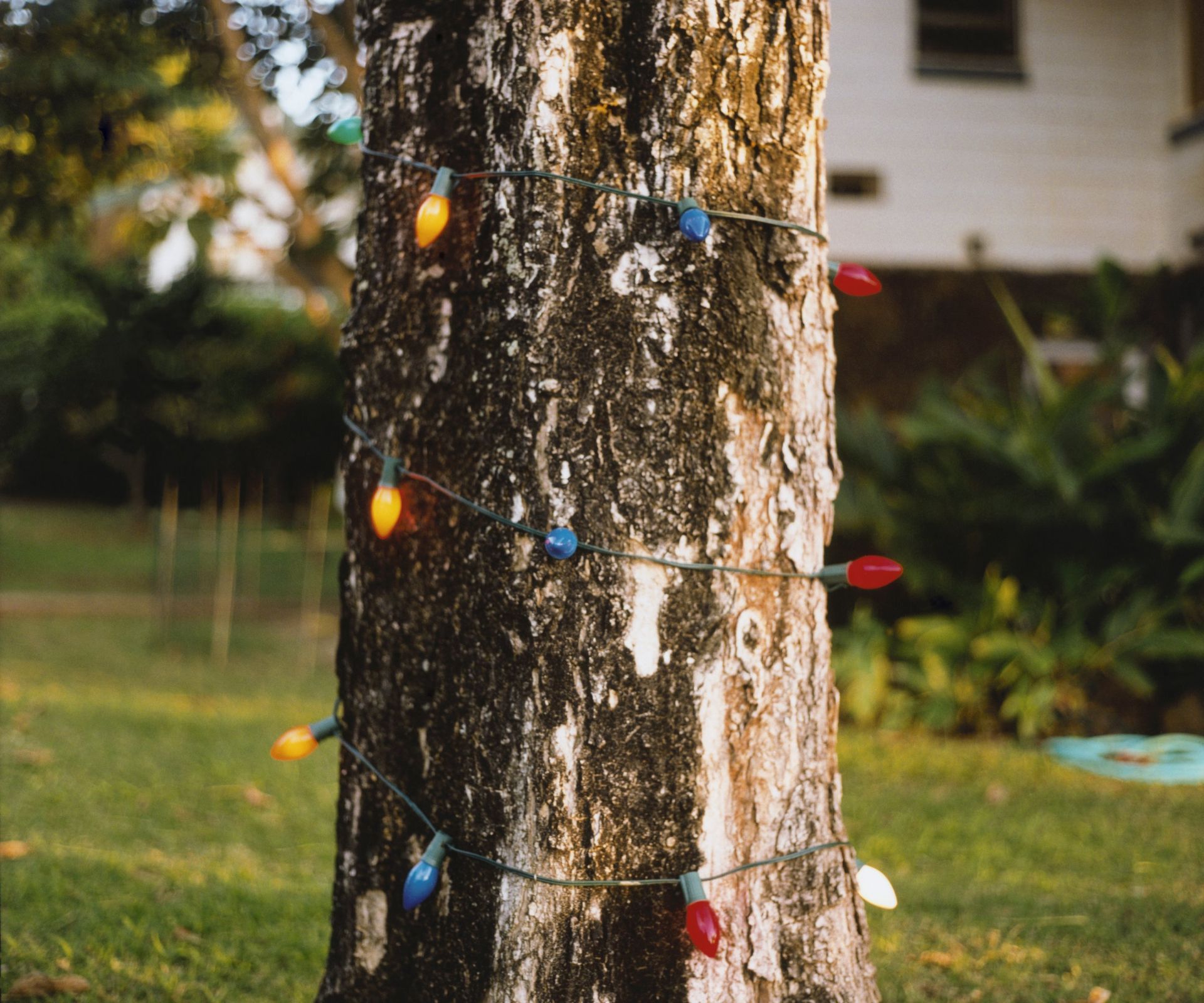How To Put Lights On A Tree Outside – The Right Way | Gardening Know How