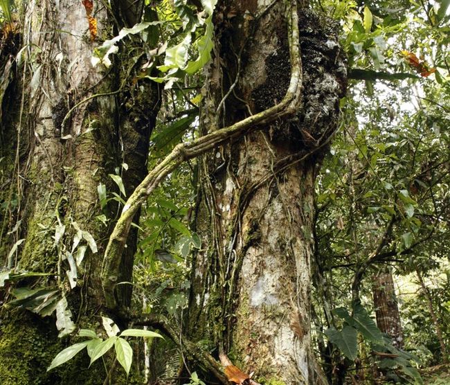 Trippy Tales: The History of 8 Hallucinogens | Live Science