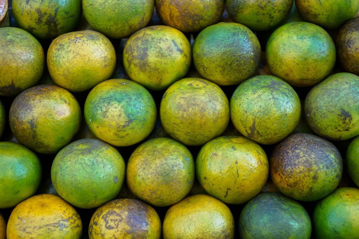 Reasons For Citrus Fruit Scarring: Why Are There Marks On Citrus Fruits ...