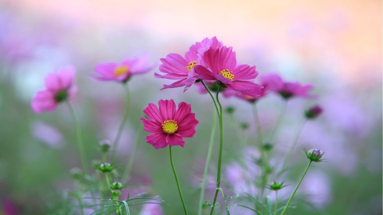 Types of cosmos: 15 beautiful varieties to grow | Homes and Gardens