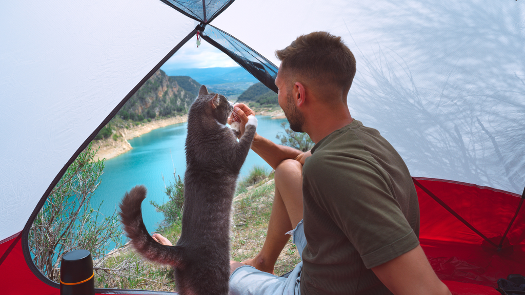A guide to camping with your cat | PetsRadar