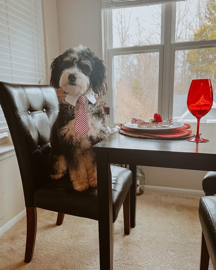 21 pet photography ideas to inspire you all-year round | PetsRadar