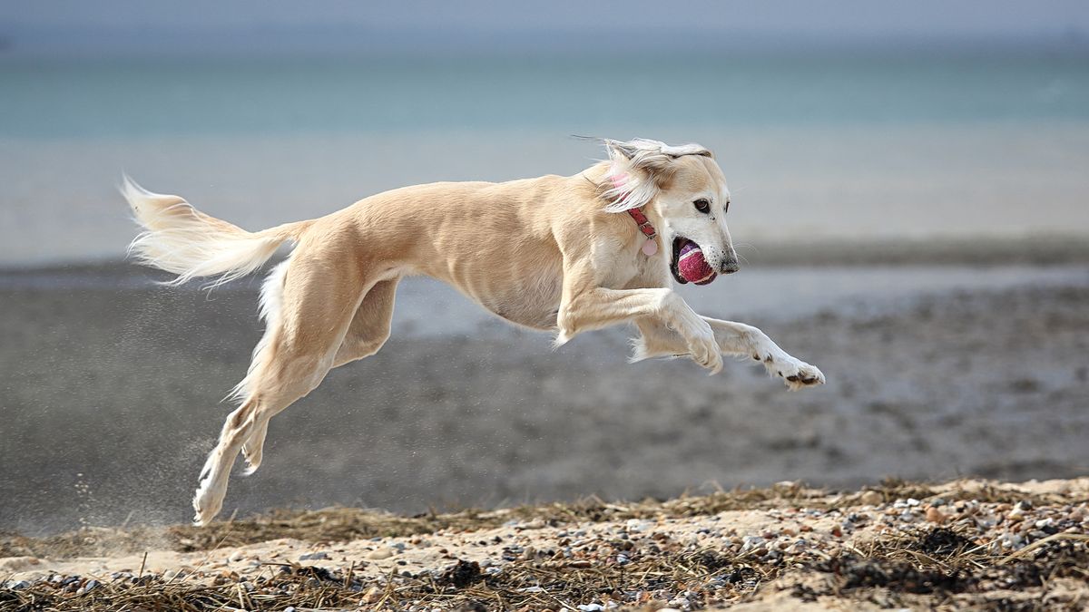 32 best dog breeds for warm climates | PetsRadar