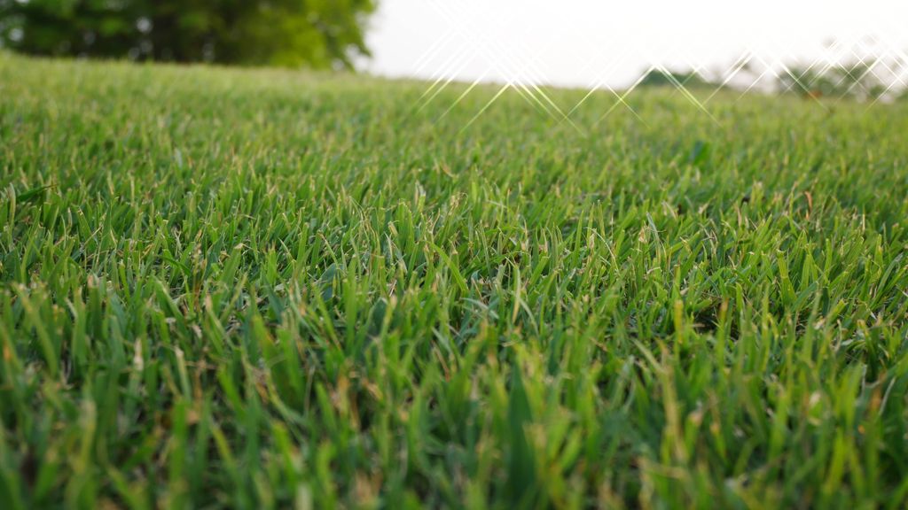 7 of the best grass types to grow — and which to get | Tom's Guide