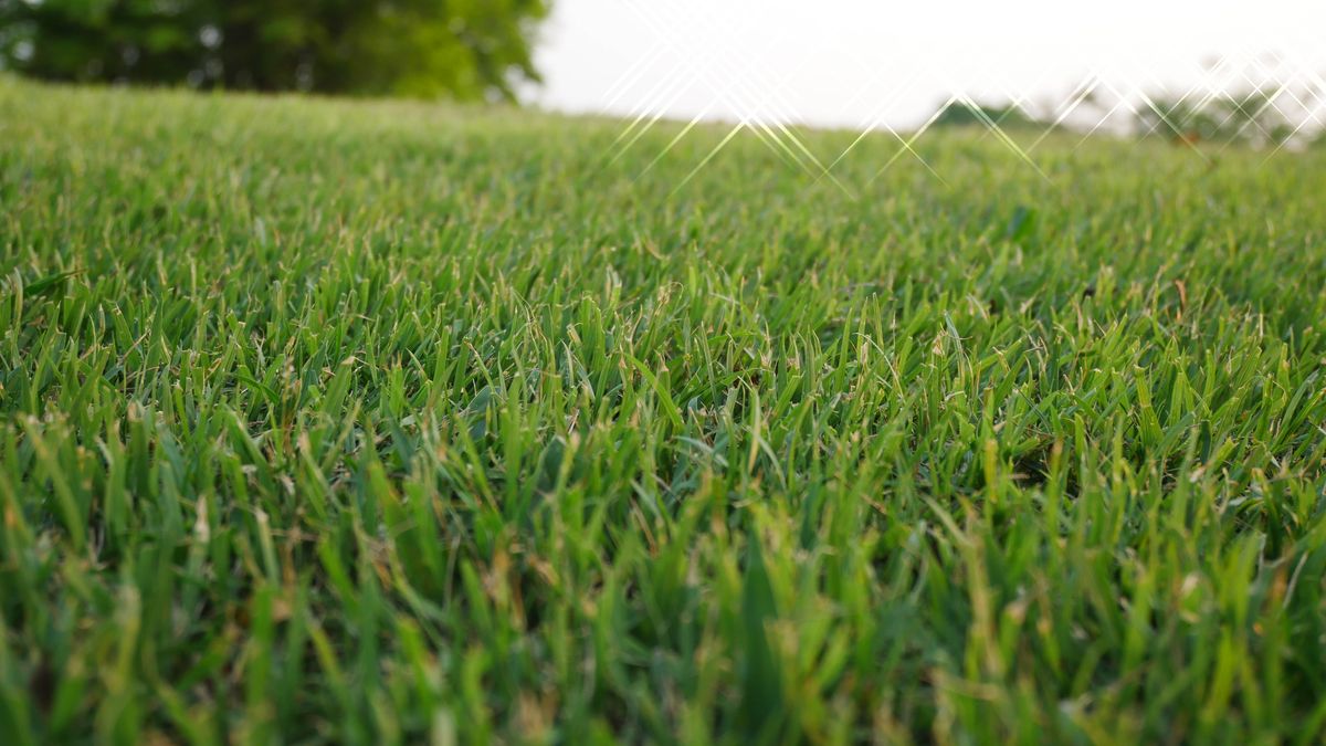 7 of the best grass types to grow — and which to get | Tom's Guide
