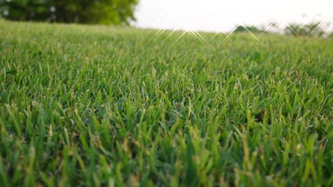 7 of the best grass types to grow — and which to get | Tom's Guide