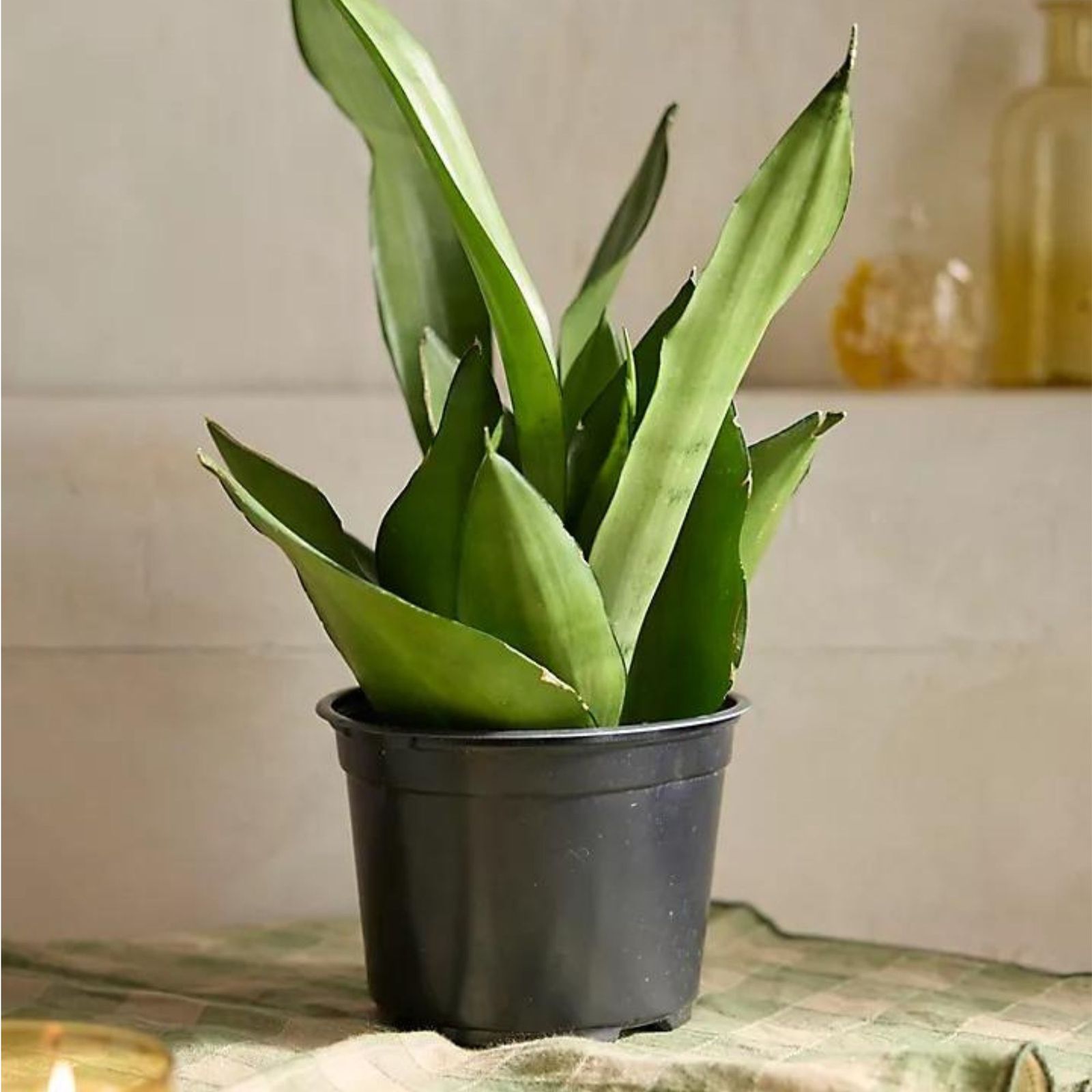 5 "Radiator Plants" That Don't Mind Your Central Heating | Livingetc