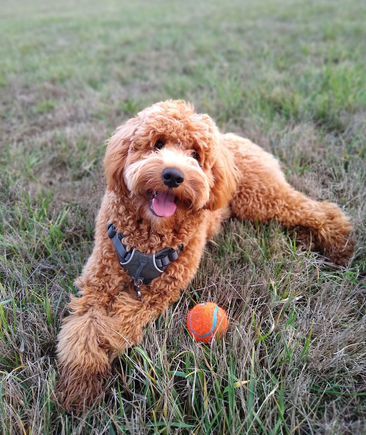 Adele's dogs Bob and Freddy could suffer during Las Vegas | Woman & Home