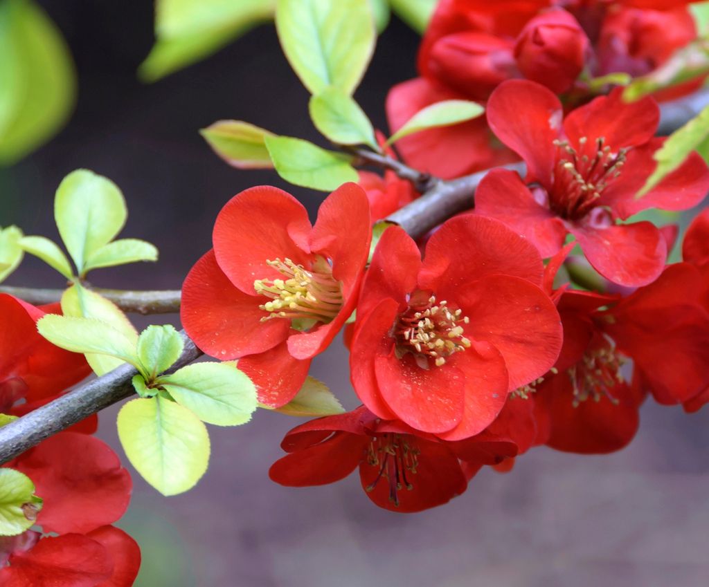 Intruder proof hedge plants: 10 ways to boost home security | Homes and ...