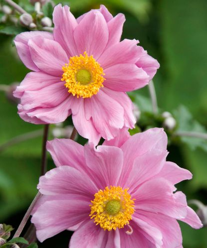 Best fall flowers and plants: 14 top choices for late color | Gardeningetc