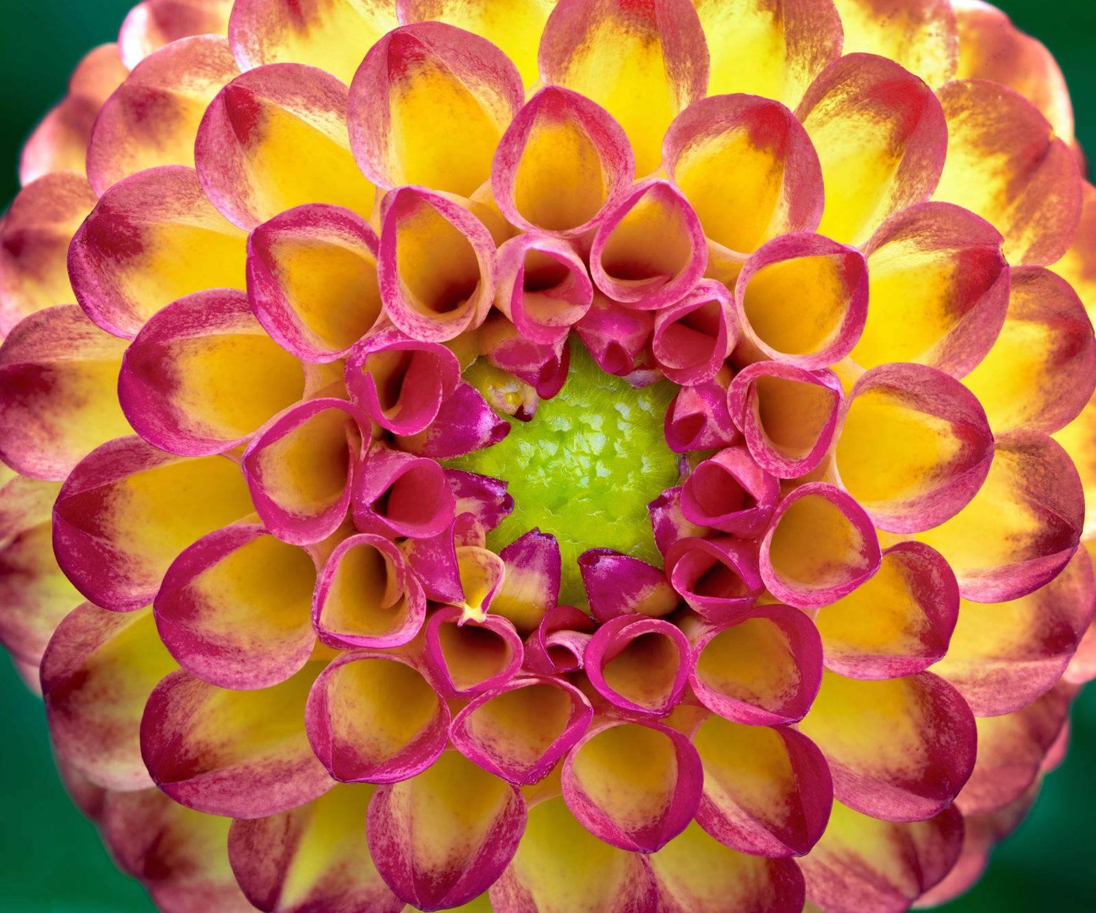 Types of dahlias: 16 showstoppers for beds and borders | Homes and Gardens