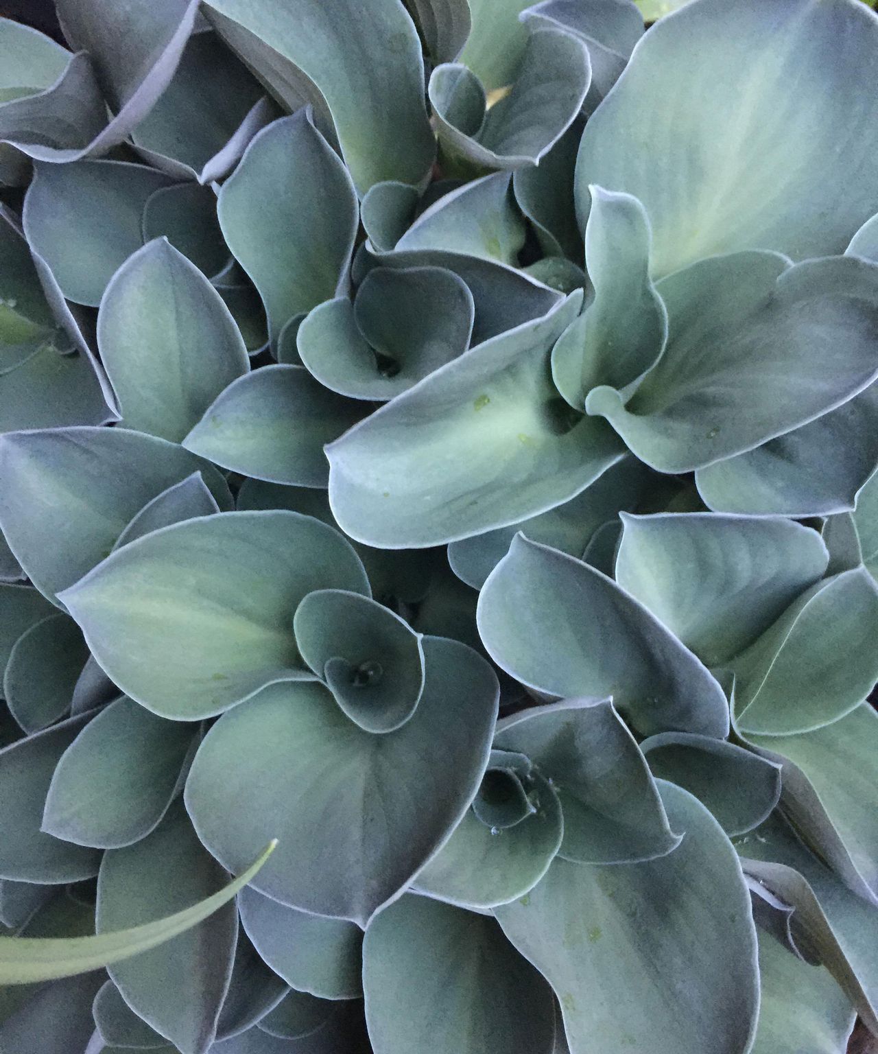 Hostas care and growing guide: tips for these foliage plants | Homes ...