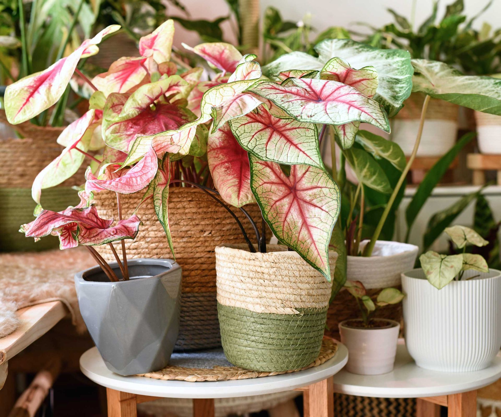 When and how to plant caladium bulbs: expert advice | Homes and Gardens