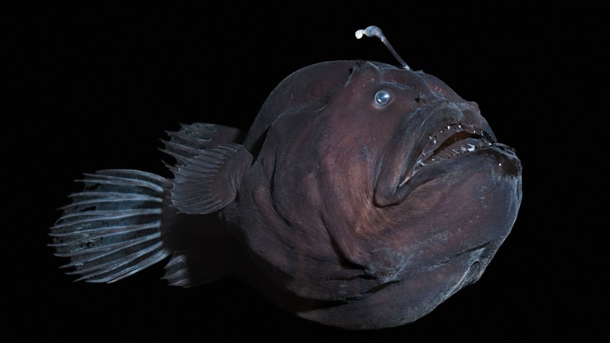 32 truly bizarre deep-sea creatures | Live Science