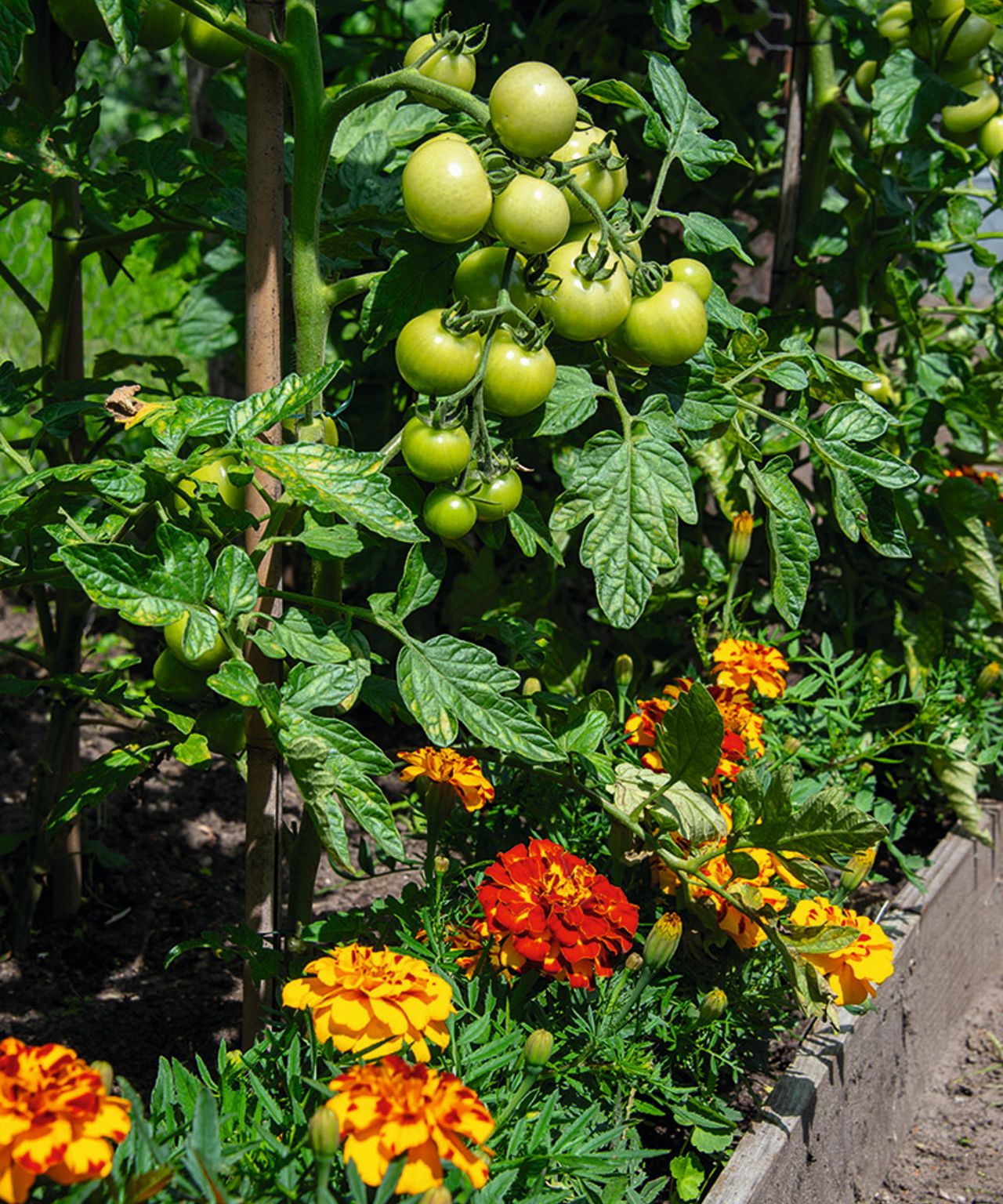 Why you should grow marigolds and tomatoes together | Homes and Gardens
