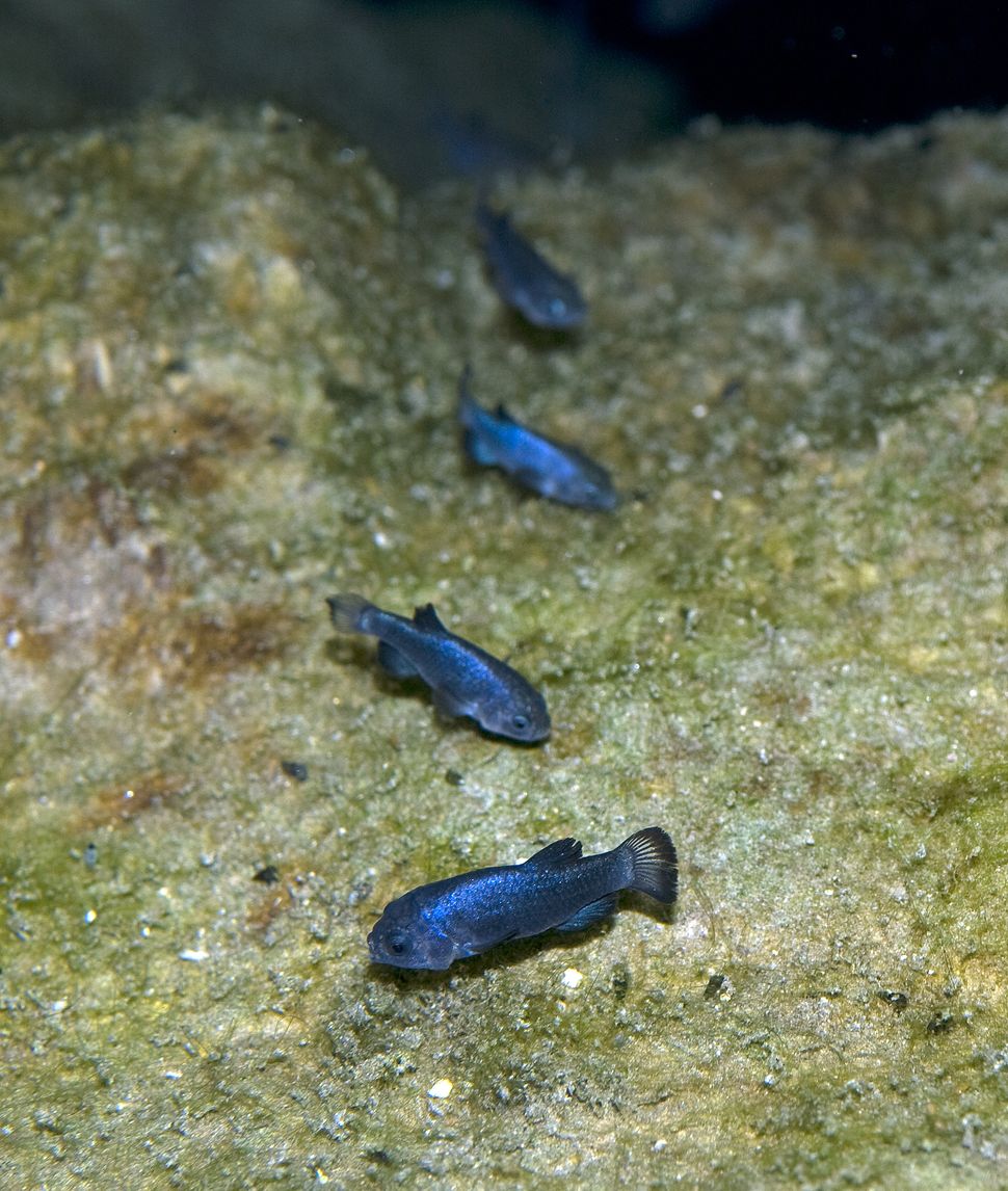 Endangered Pupfish Could Vanish in 30 Years, Egg by Egg | Live Science