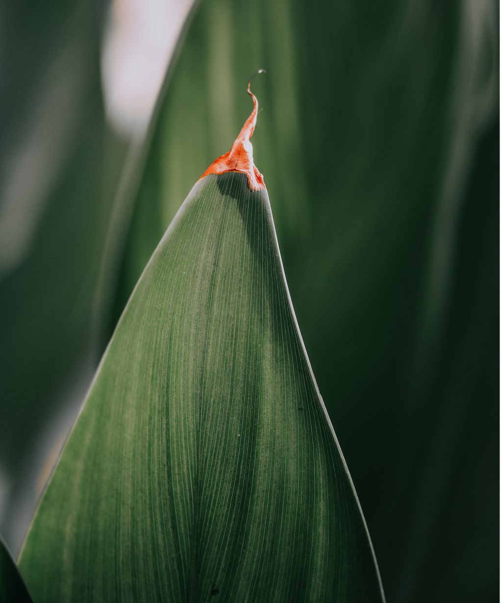 How to care for an aspidistra: 5 expert houseplant tips | Homes and Gardens