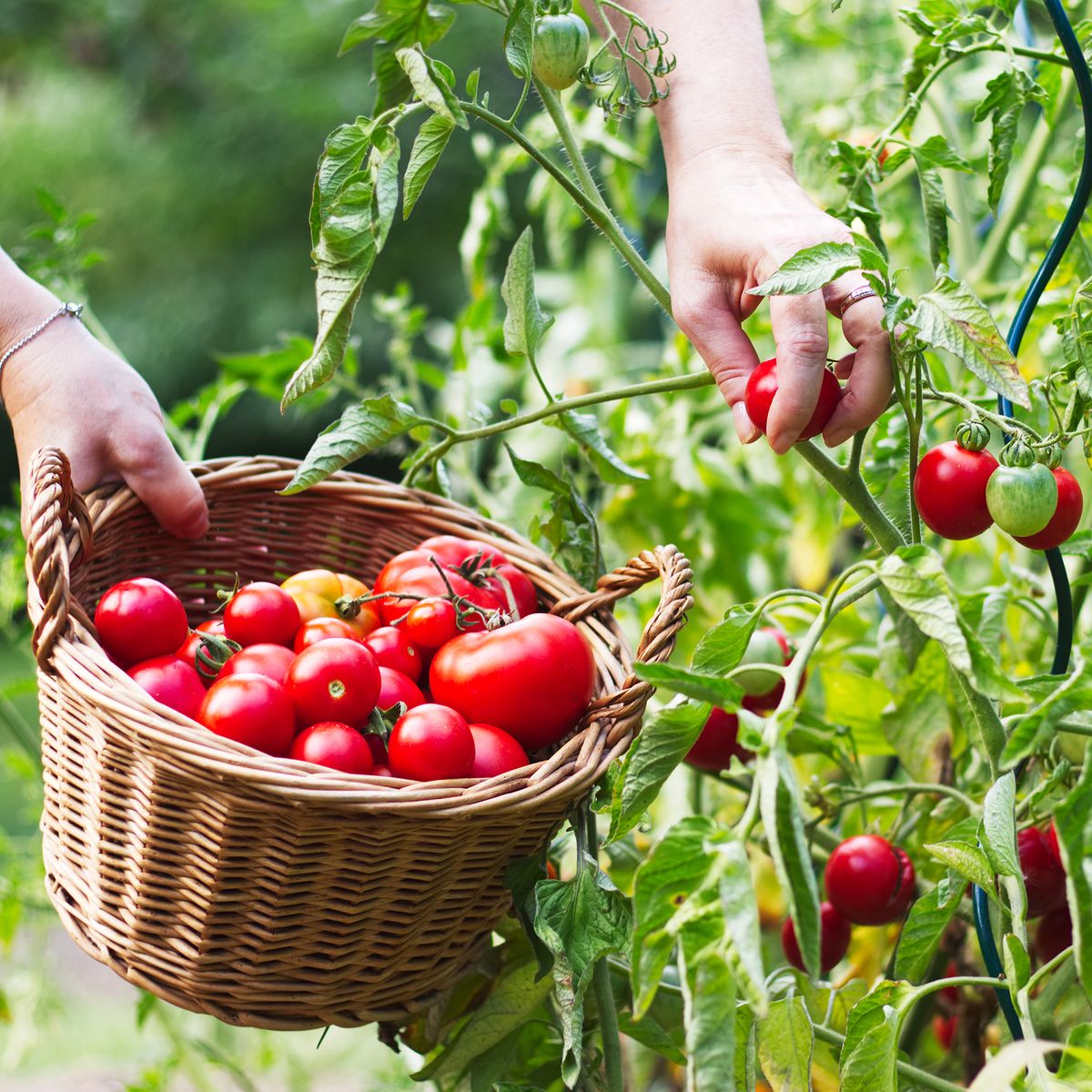 Easiest Tomatoes to Grow: 7 Foolproof Varieties | Gardening Know How