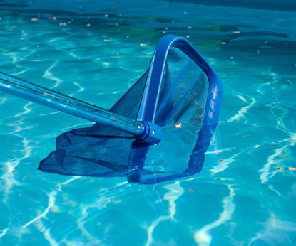 How to get dead algae out of a pool: tips for cleaning up | Homes and ...